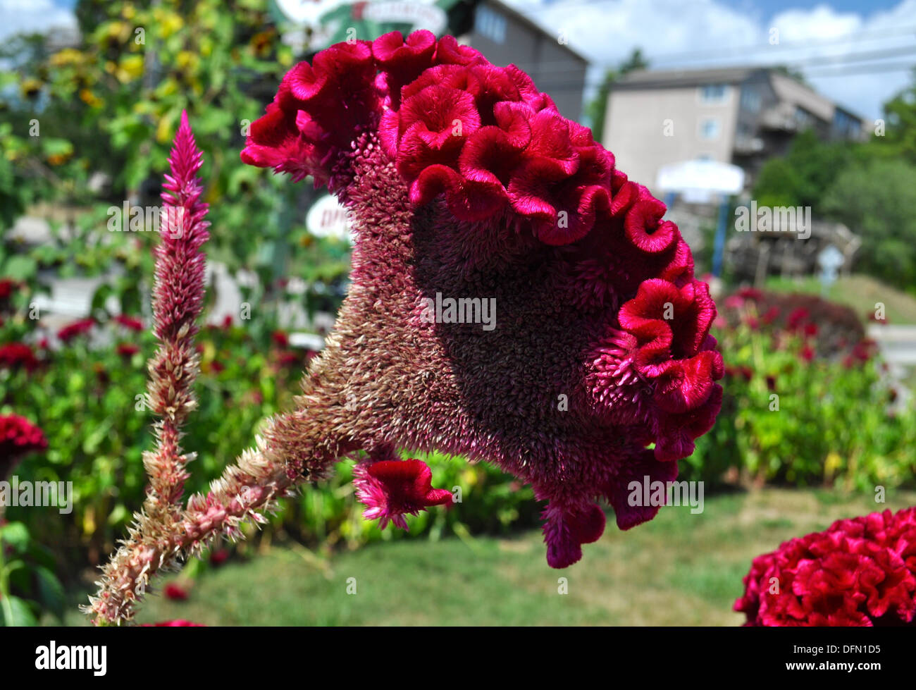 Brain Flower with flowering petals Stock Photo - Alamy