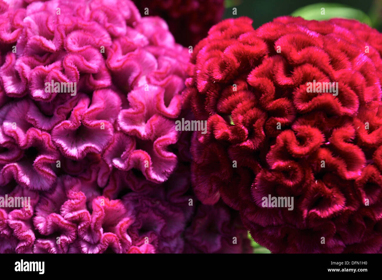 Brain Flower with flowering petals Stock Photo - Alamy