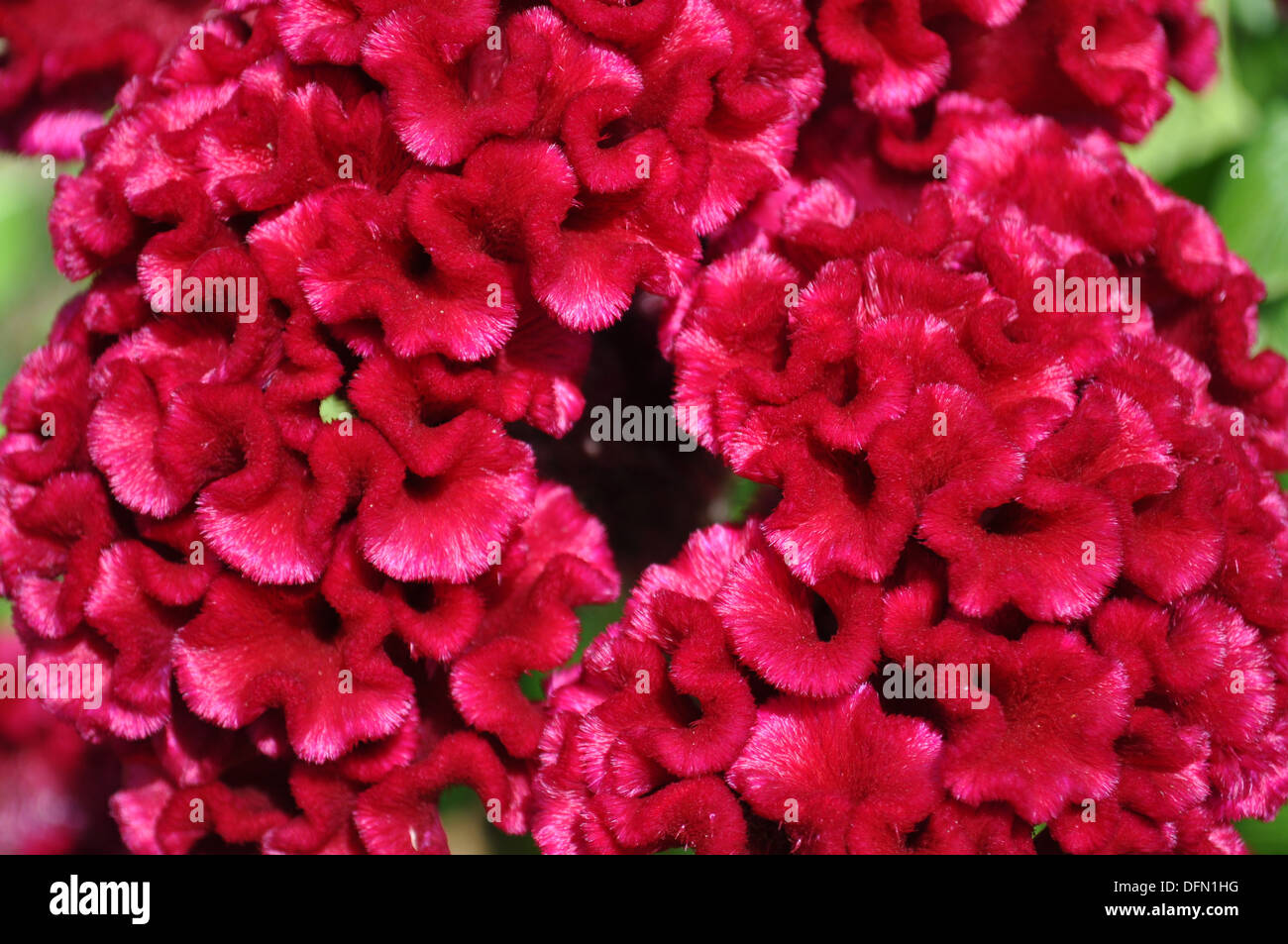 Brain Flower with flowering petals Stock Photo - Alamy