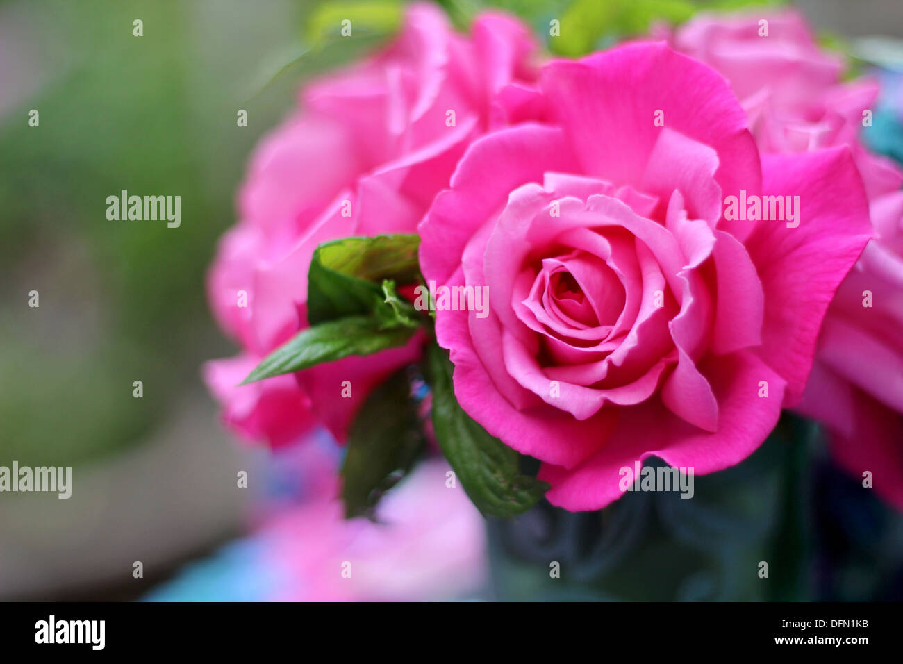 Blown roses hi-res stock photography and images - Alamy