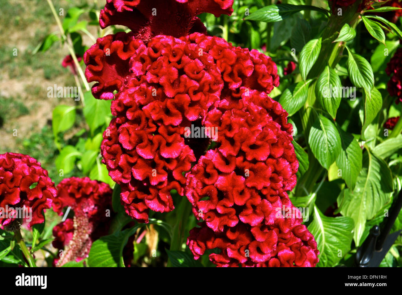 Brain flower flowering petals hi-res stock photography and images - Alamy