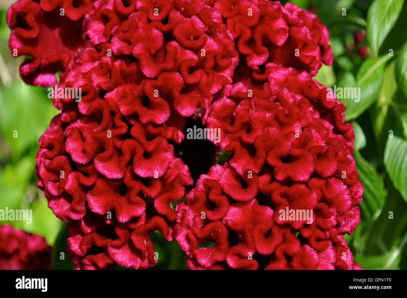 Brain Flower with Flowering Petals Stock Photo - Alamy