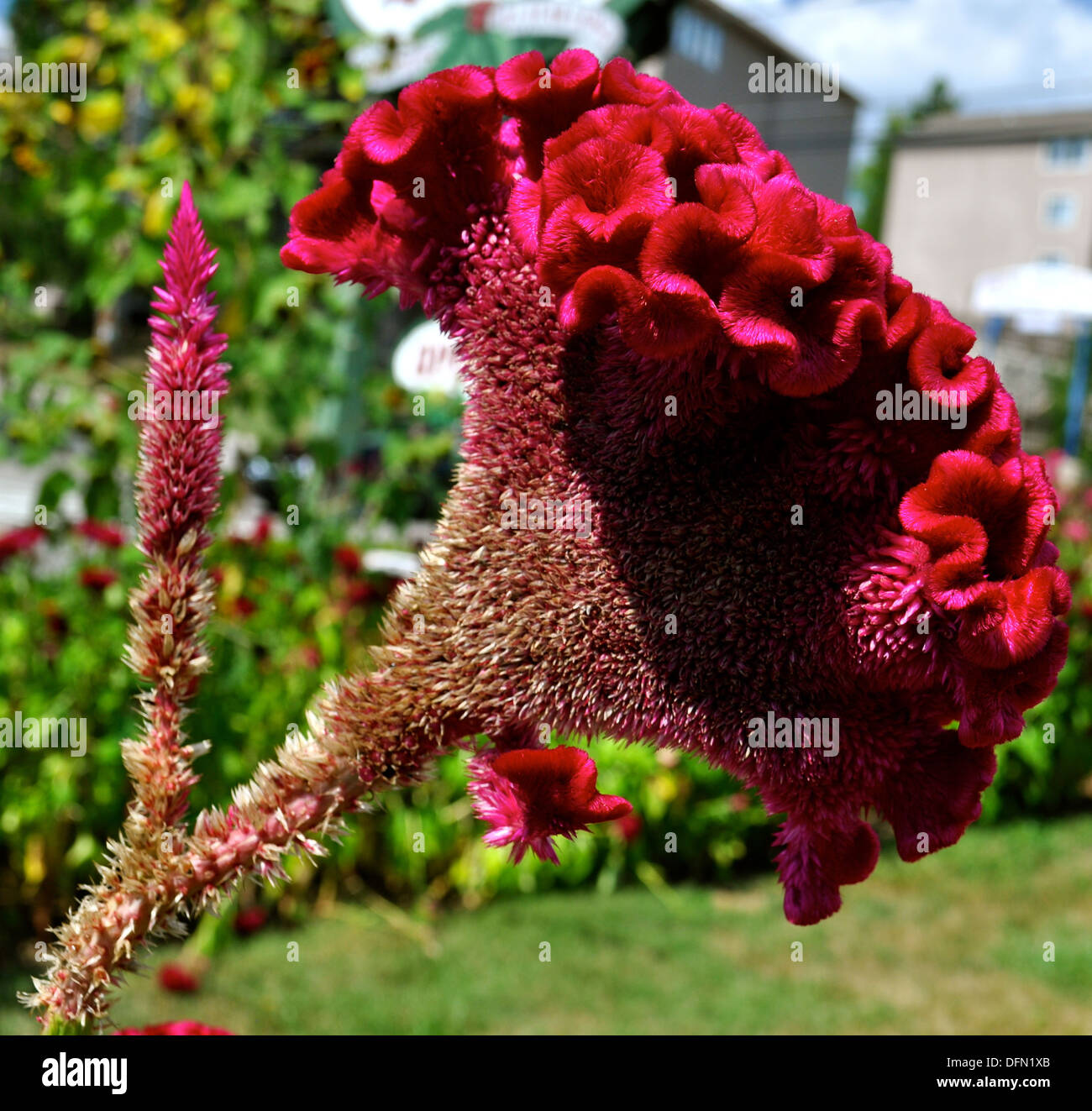 Brain Flower with Flowering Petals Stock Photo - Alamy