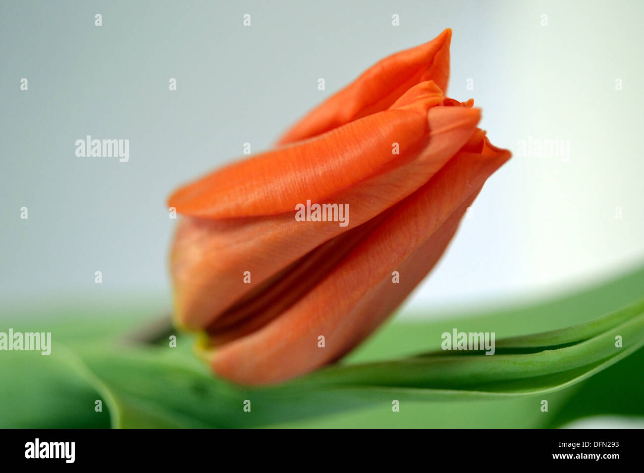 Tulip close up Stock Photo - Alamy