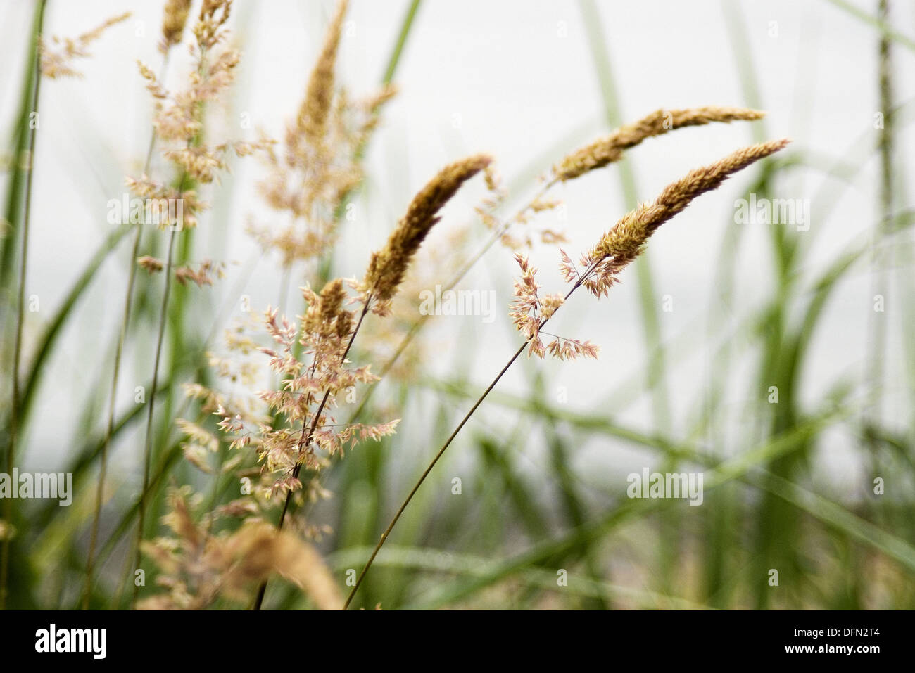 Bluejoint grass hi-res stock photography and images - Alamy