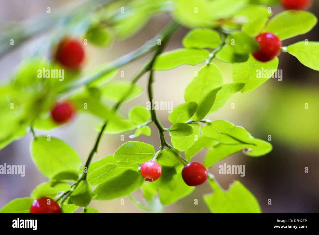 Vaccinium Parvifolium High Resolution Stock Photography and Images - Alamy
