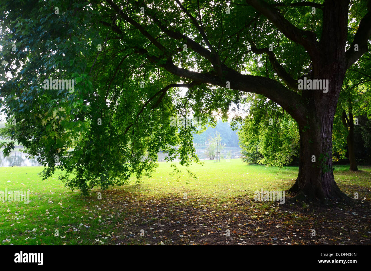 Strong back lighting hi-res stock photography and images - Alamy