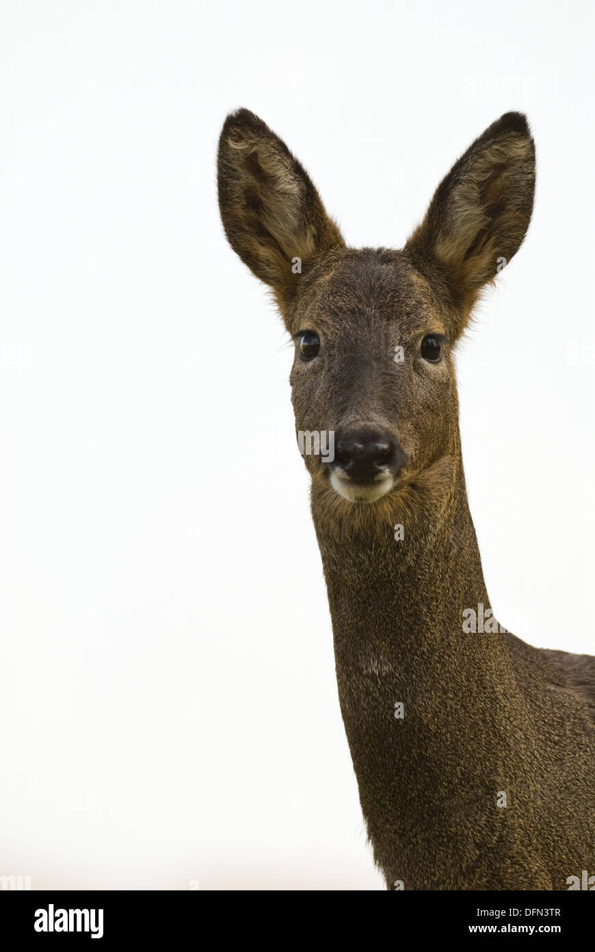 Roe deer (Capreolus capreolus) portrait, South Lanarkshire, Scotland ...