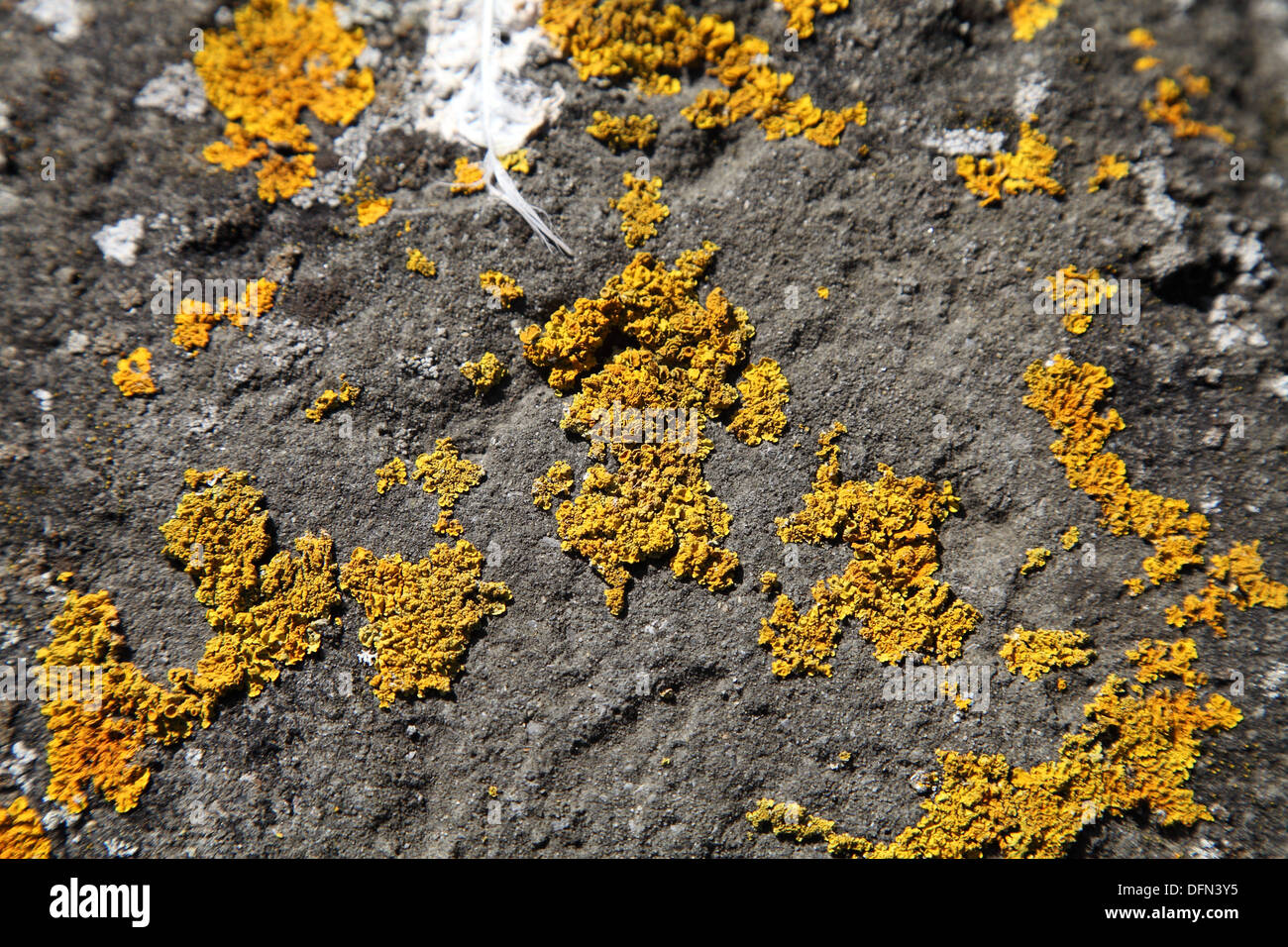 Stone fungus hi-res stock photography and images - Alamy