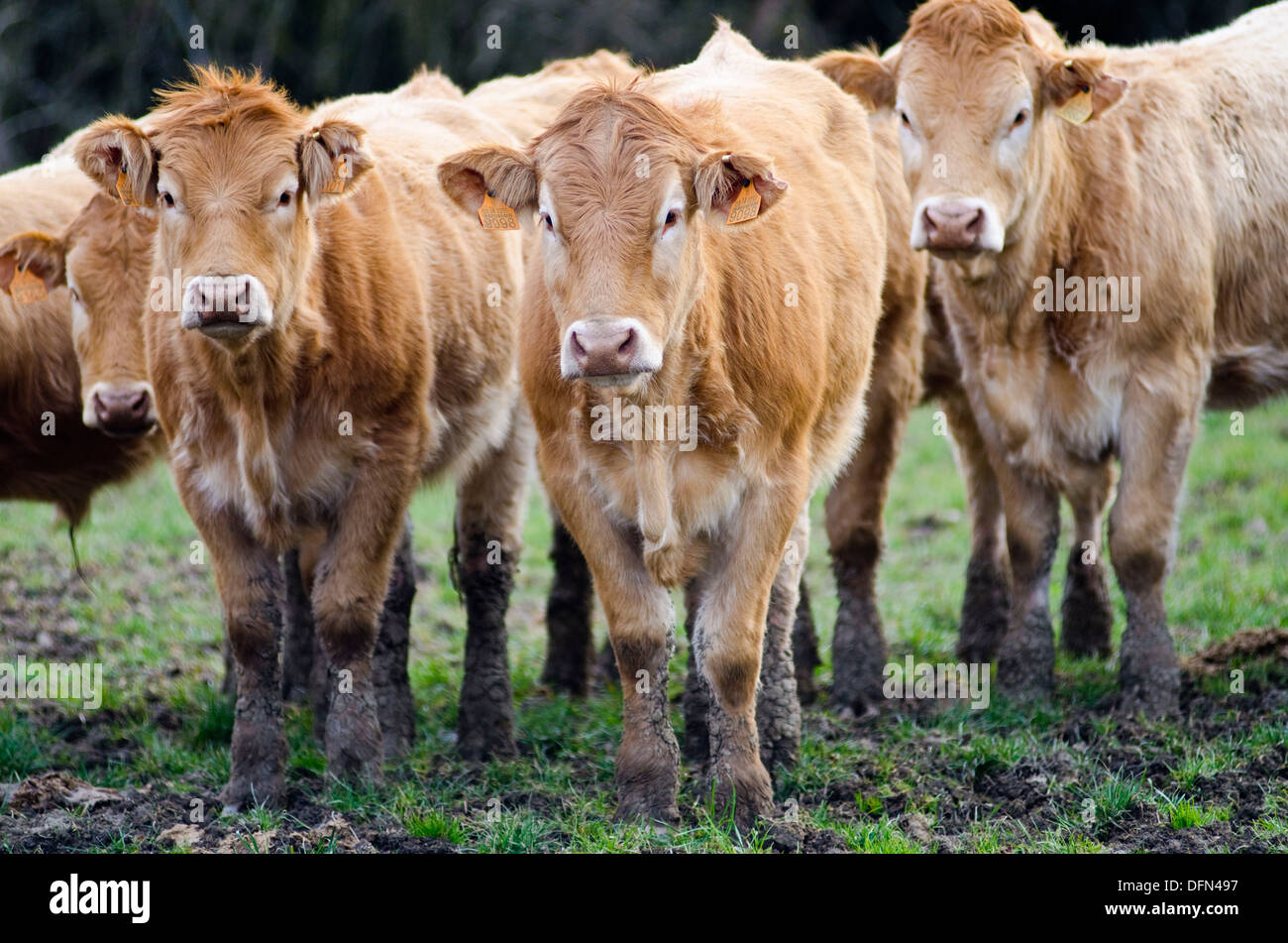Livestock in Erro Valley, Navarre, Spain Stock Photo - Alamy