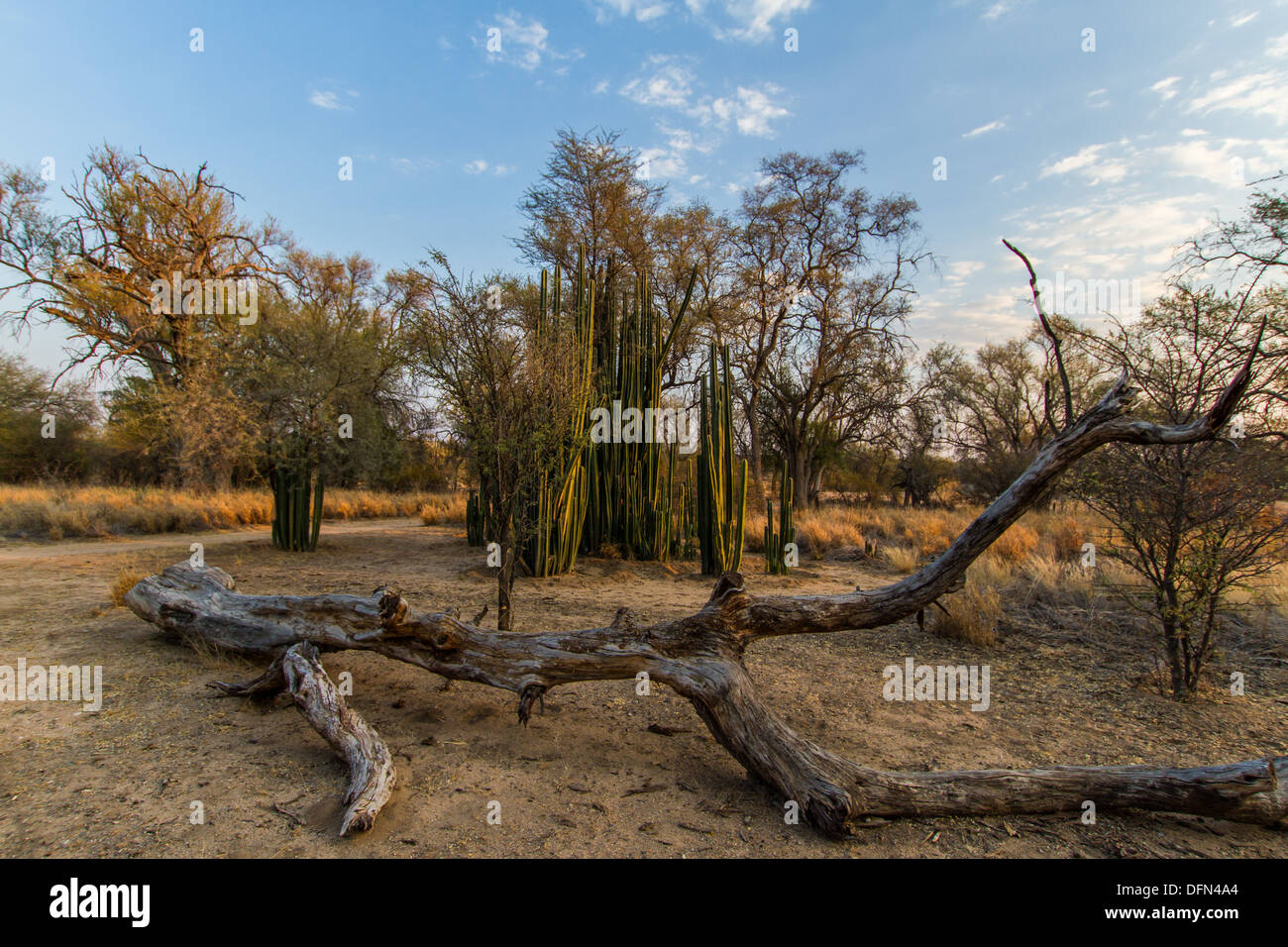Kalahari cactus hi-res stock photography and images - Alamy
