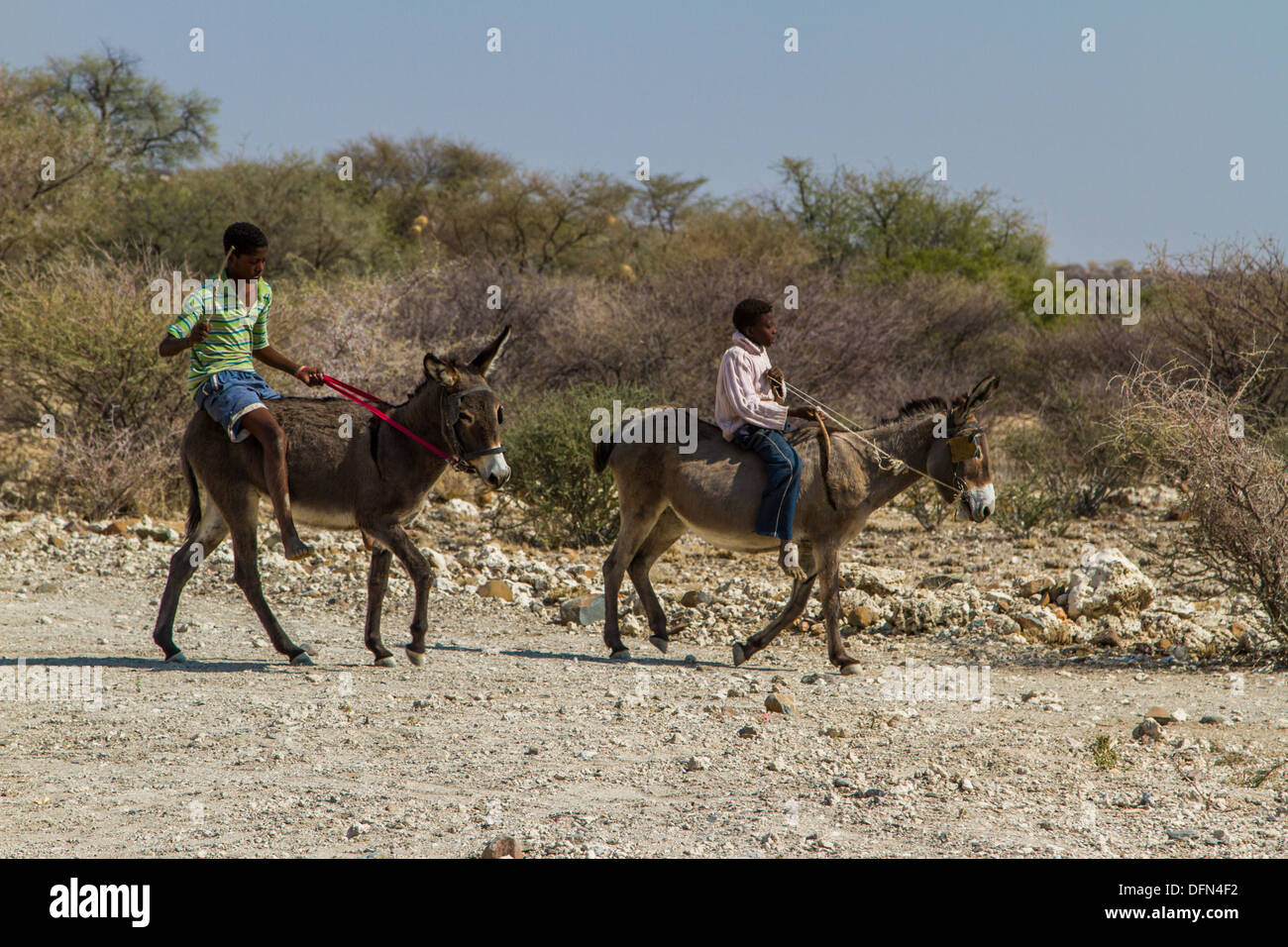 Donkeys in Namibia, Africa Stock Photo - Alamy