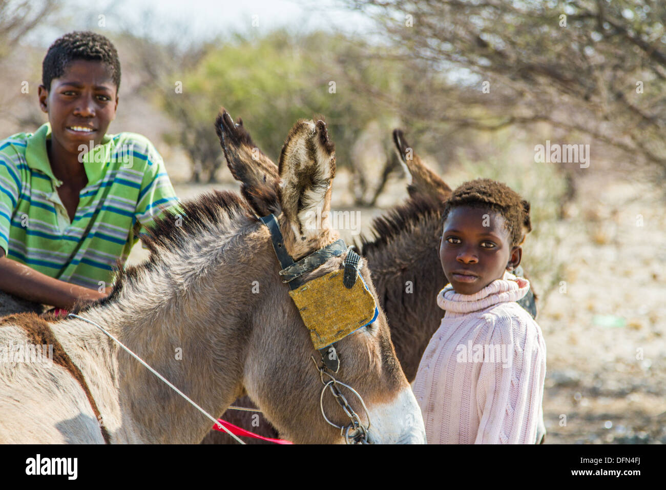 Donkeys in Namibia, Africa Stock Photo - Alamy
