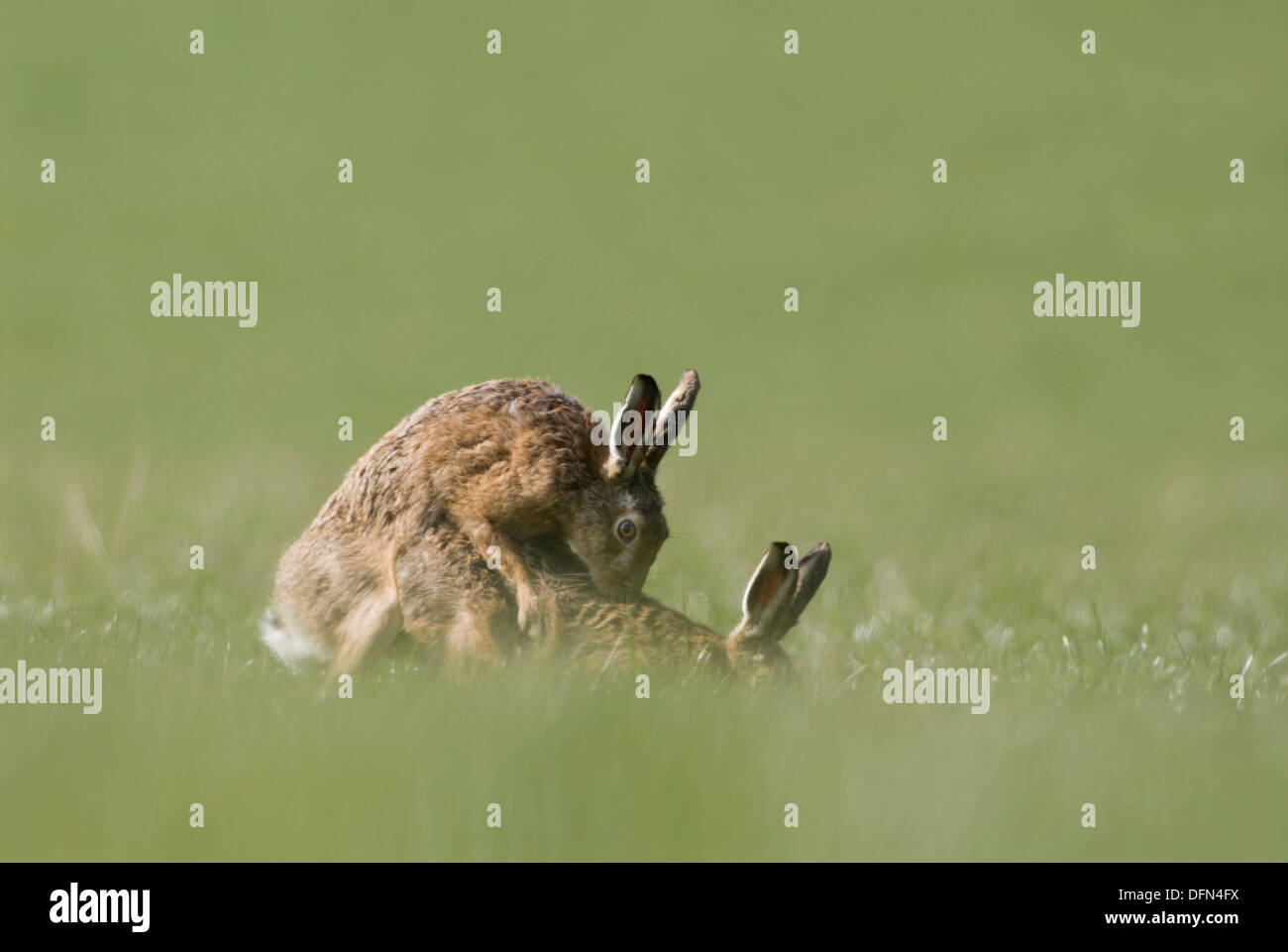 Brown hares (Lepus europaeus) mating, South Lanarkshire, Scotland ...