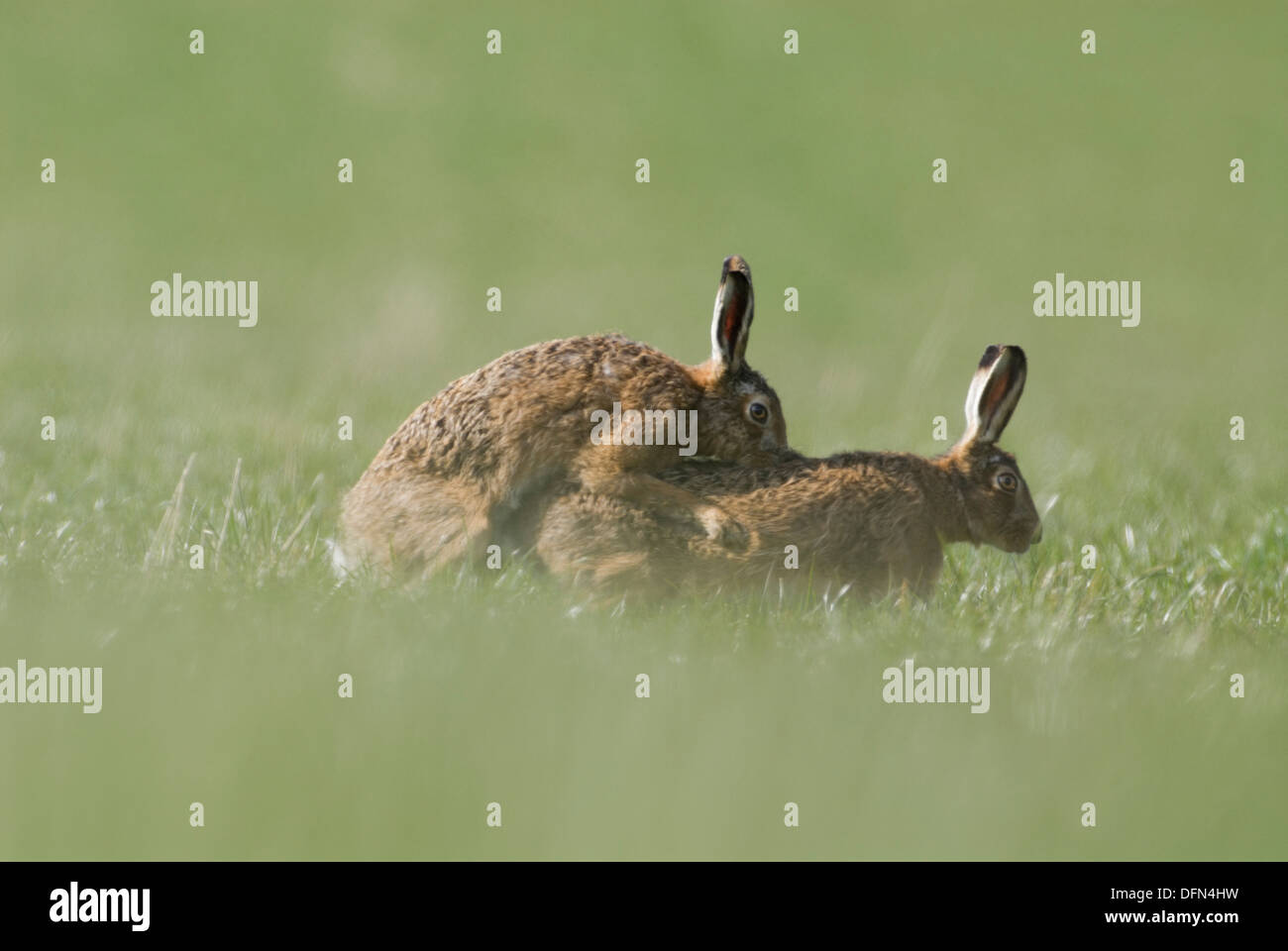 Brown hares (Lepus europaeus) mating, South Lanarkshire, Scotland ...