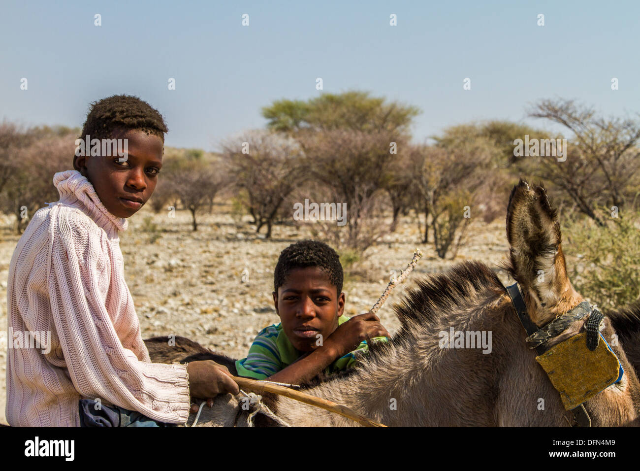Donkeys in Namibia, Africa Stock Photo - Alamy