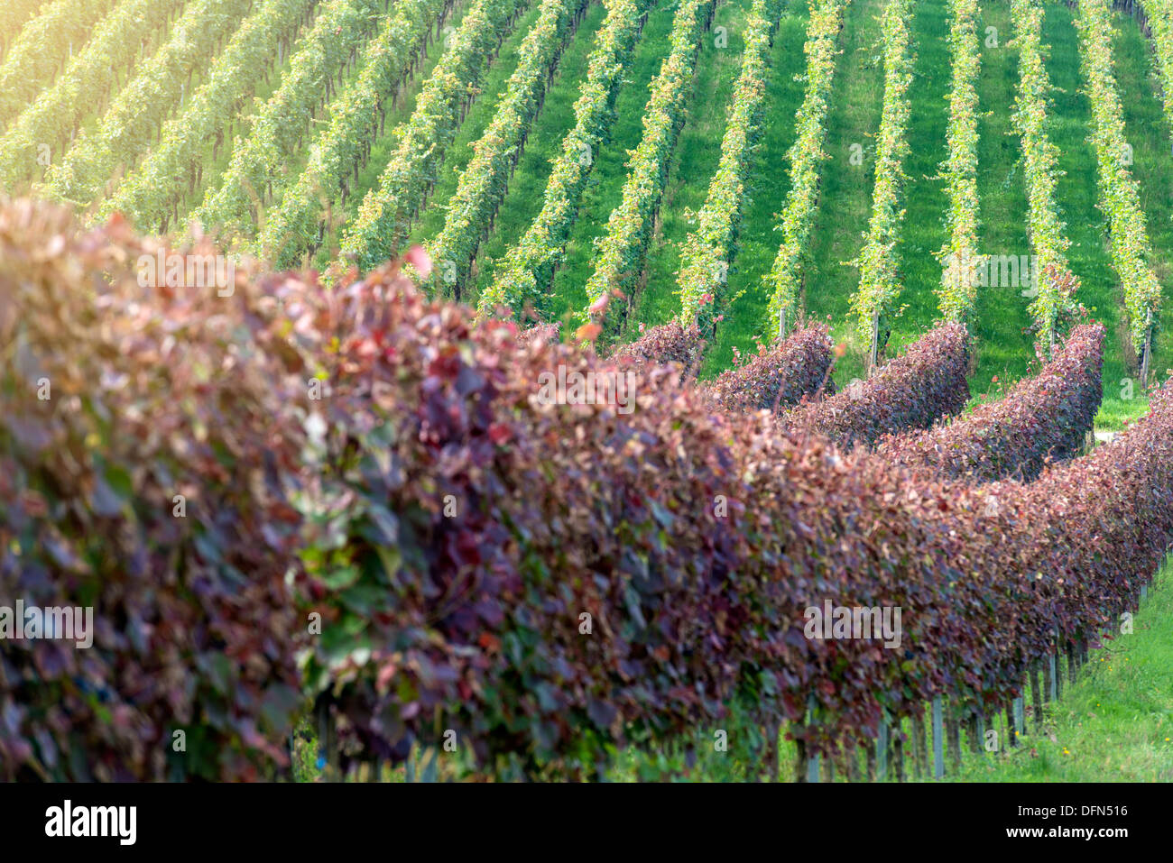 Red grapes before harvest hi-res stock photography and images - Alamy