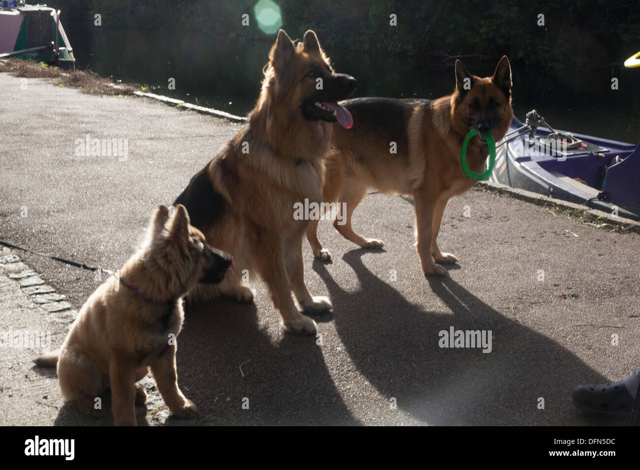 3 German shepherds Stock Photo - Alamy