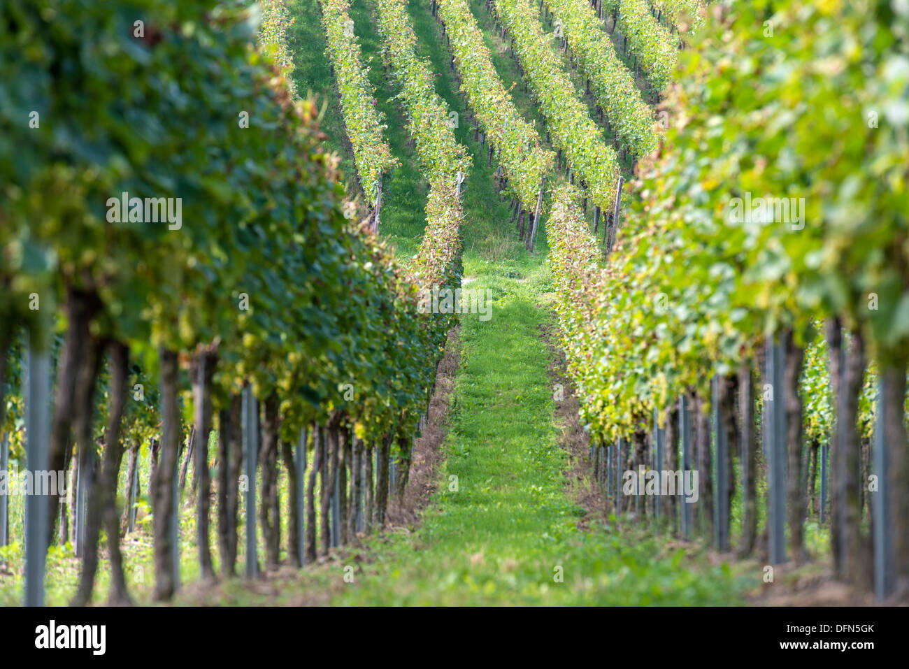 Red grapes before harvest hi-res stock photography and images - Alamy