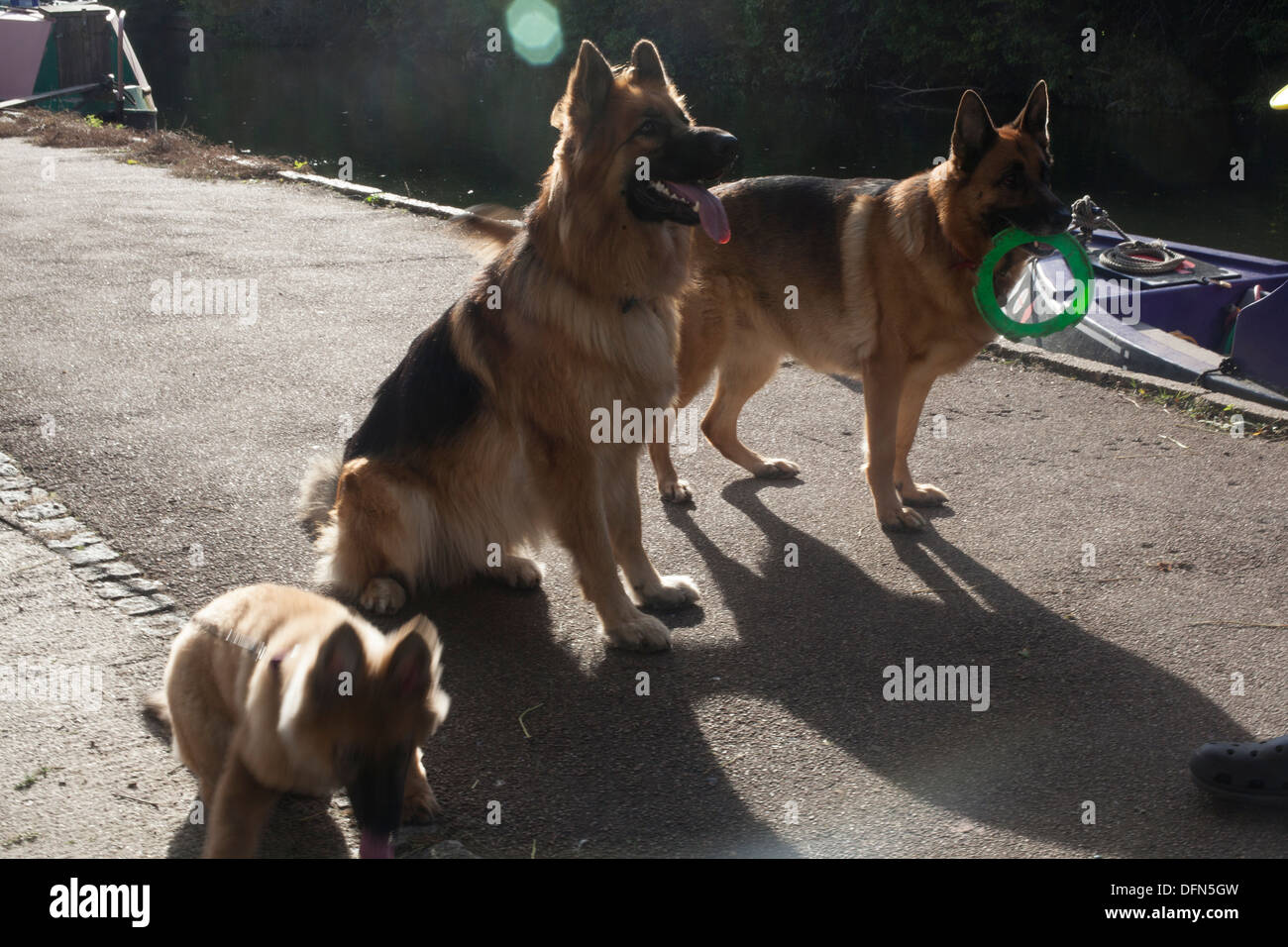 German shepherds hi-res stock photography and images - Alamy