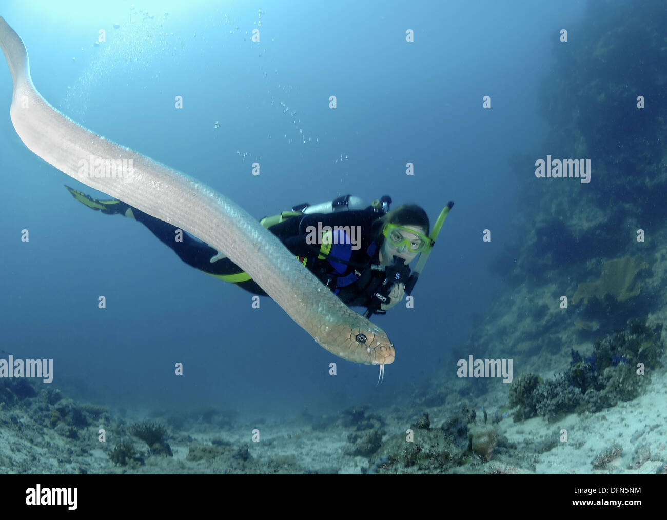 Sea snake great barrier reef hi-res stock photography and images - Alamy