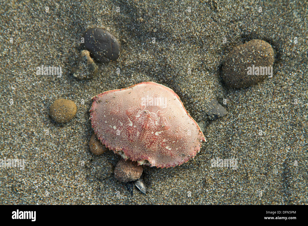 Shellfish on Pacific Northwest Coast Stock Photo - Alamy