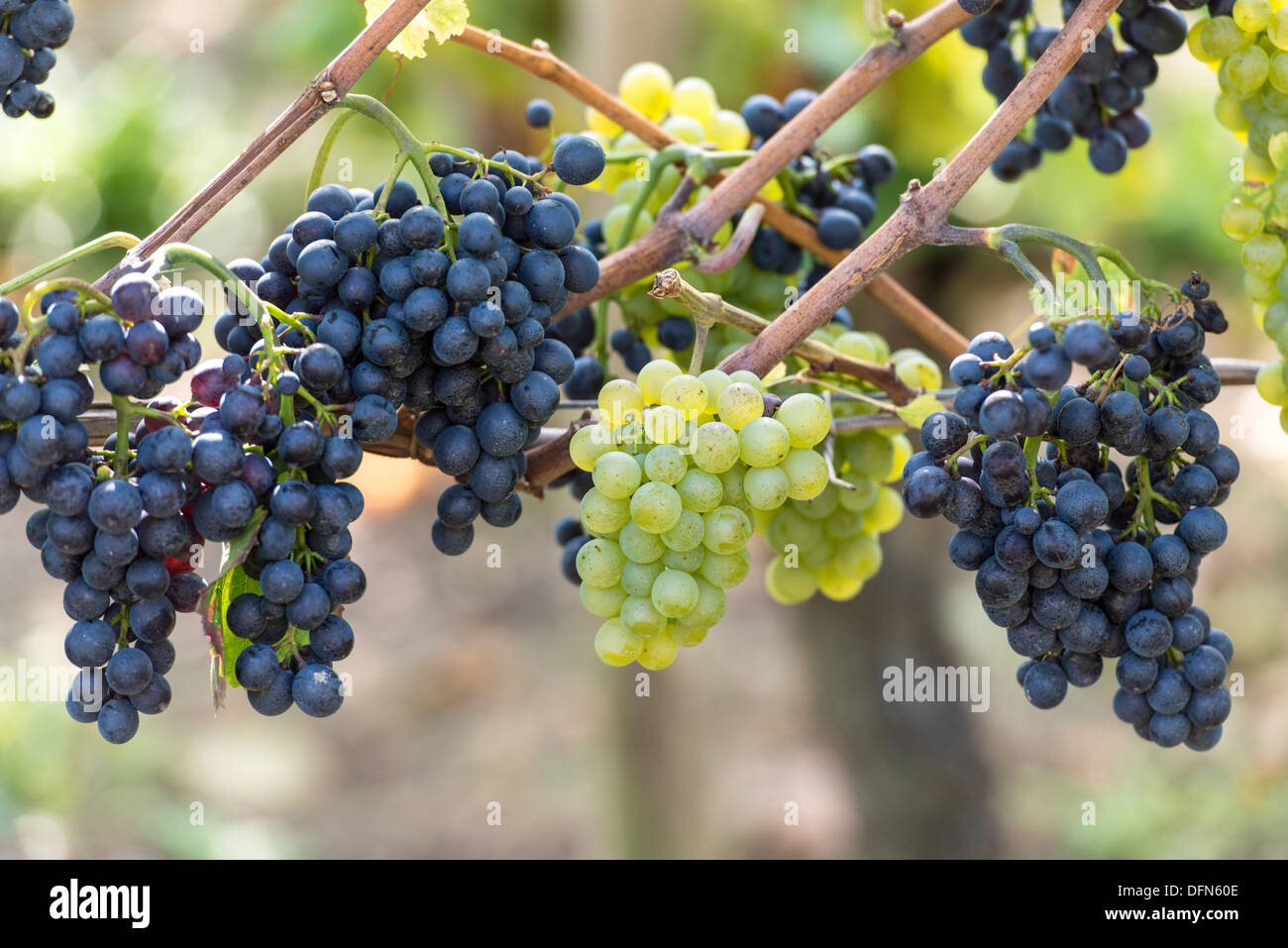 Red And White Grapes in the Vineyard By Harvest Time Stock Photo - Alamy