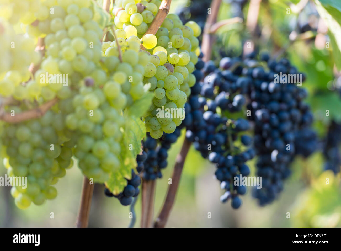 Ripened grape hi-res stock photography and images - Alamy