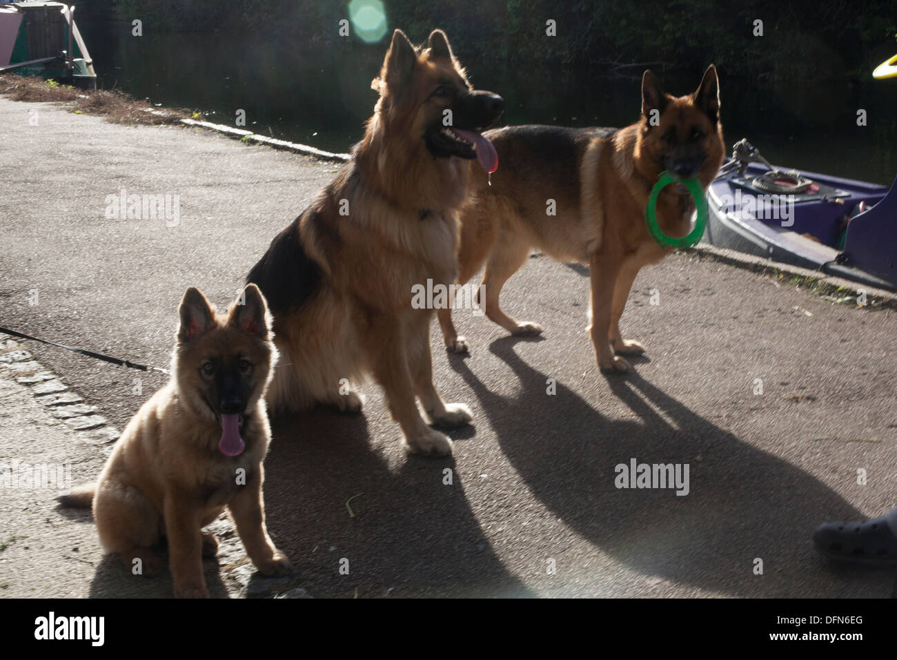 German shepherds hi-res stock photography and images - Alamy