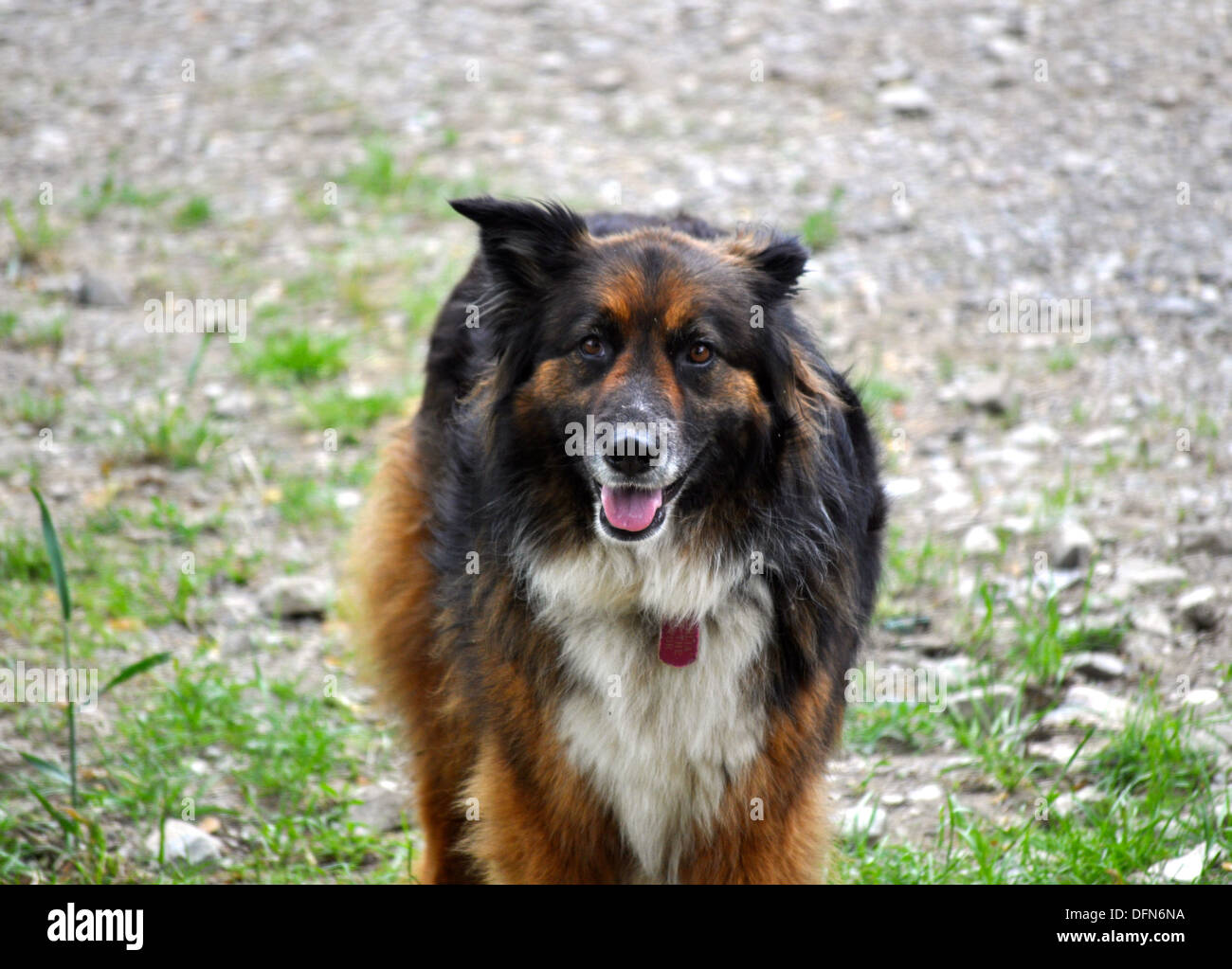 Friendly dog stares into camera Stock Photo - Alamy