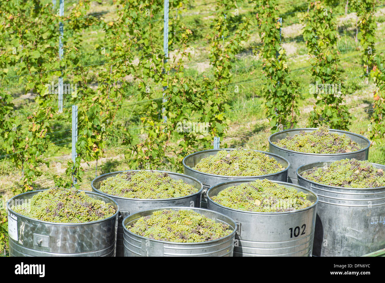Containers Full Of White Grapes On The Trailer By Harvest Time Stock ...