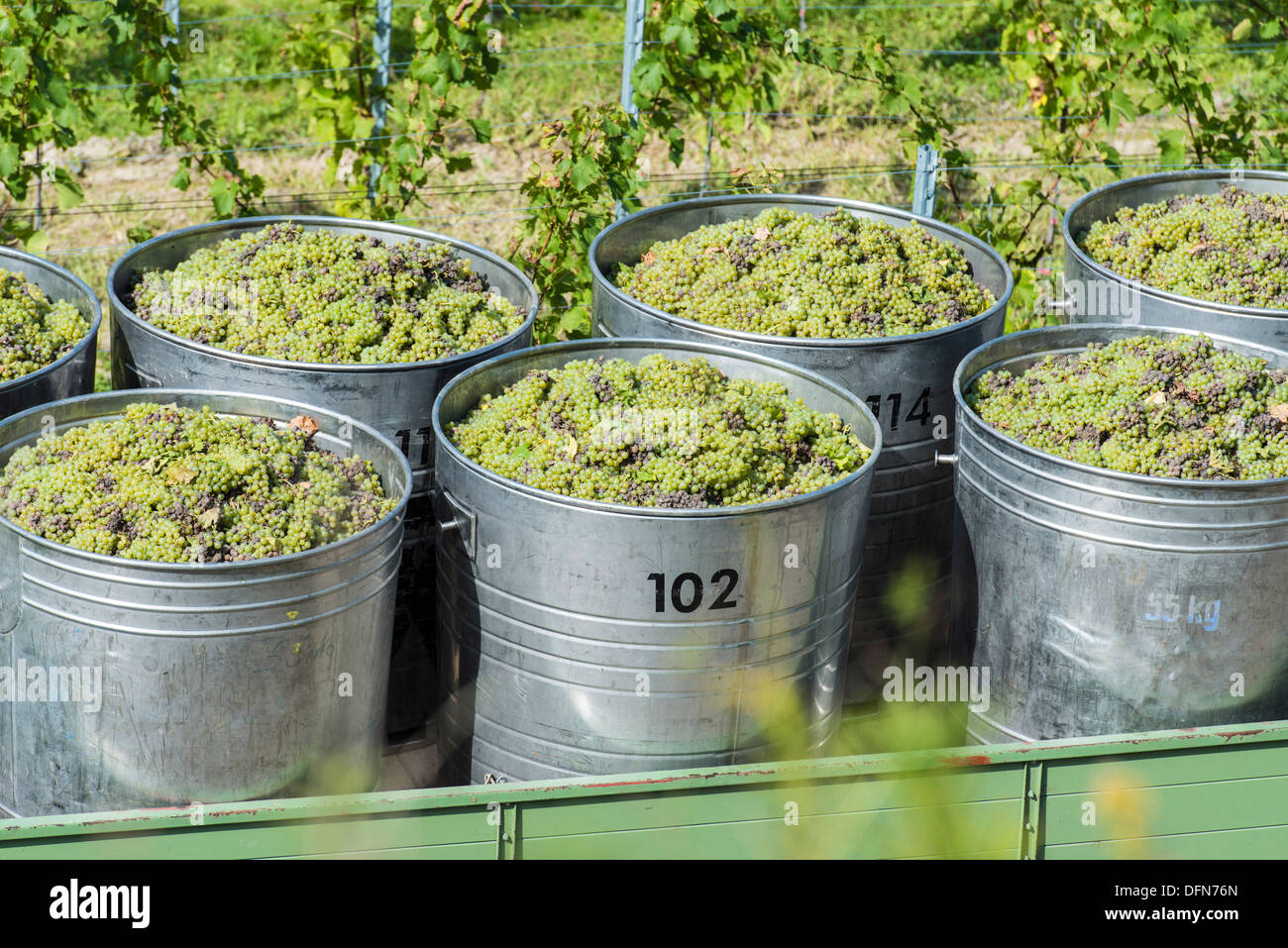 Containers Full Of White Grapes On The Trailer By Harvest Time Stock ...