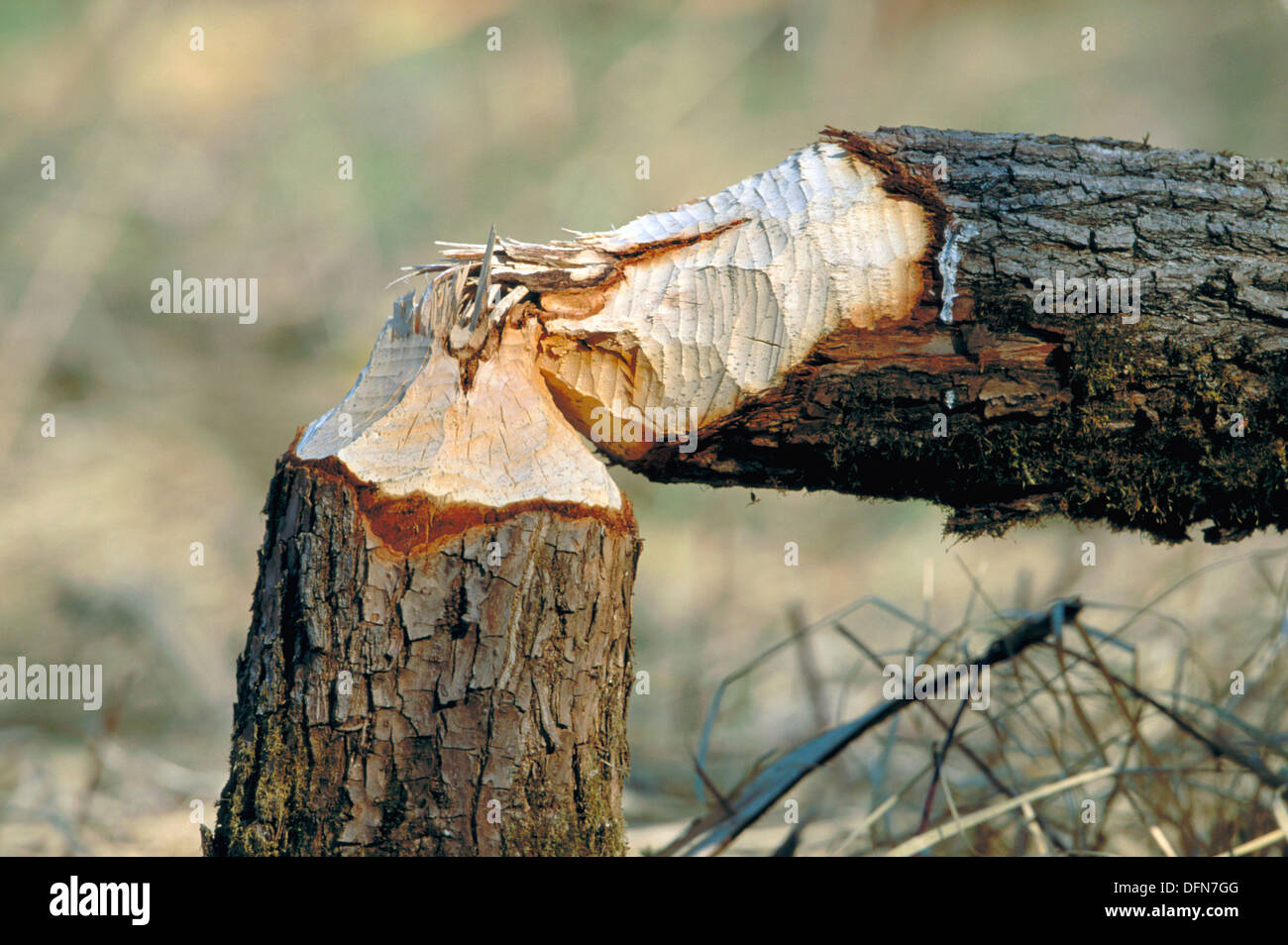 Beaver lumber hi-res stock photography and images - Alamy