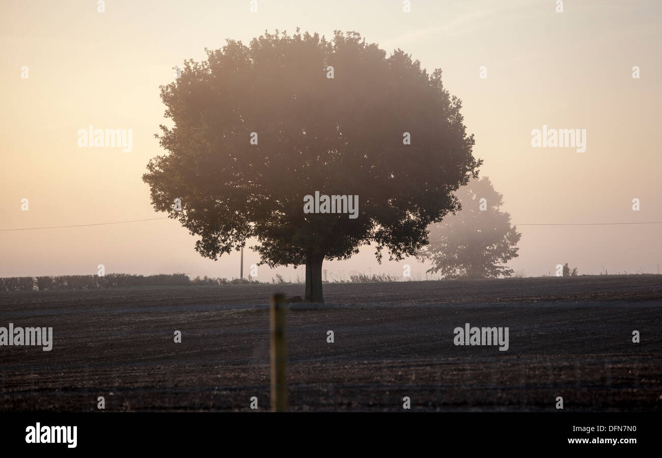 tree at dawn Stock Photo - Alamy