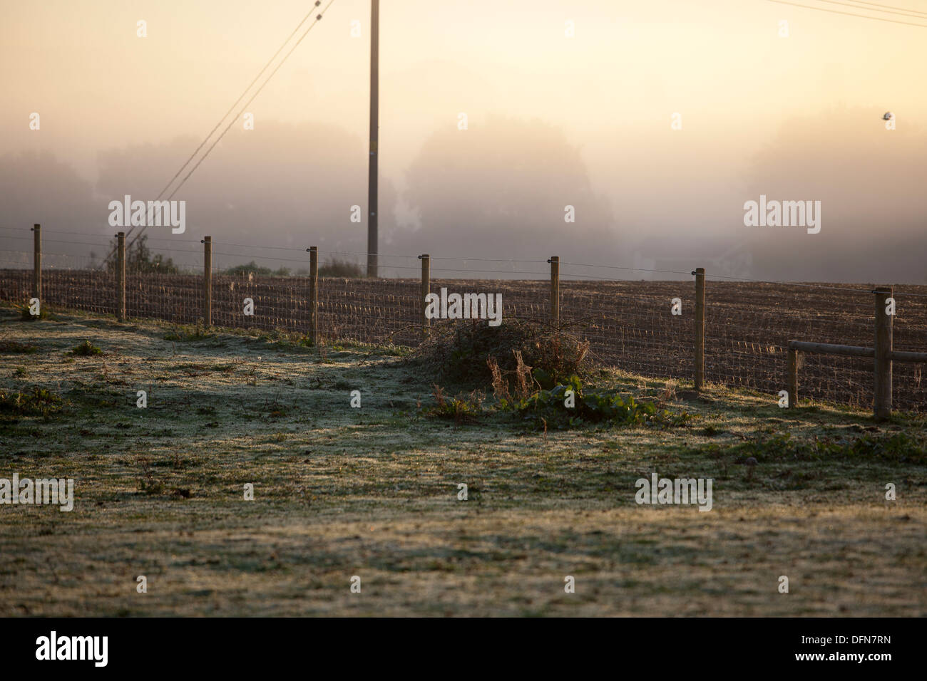 field at dawn Stock Photo - Alamy