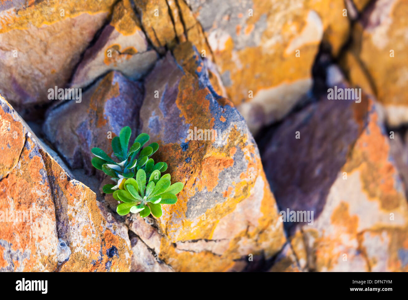 Plants growing in the rocks Stock Photo - Alamy