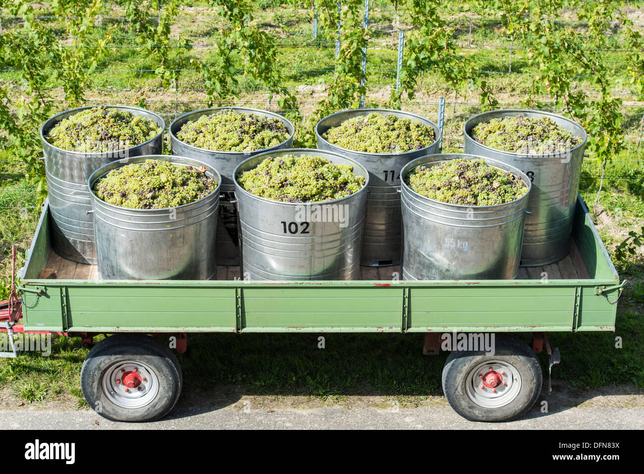 Containers Full Of White Grapes On The Trailer By Harvest Time Stock ...