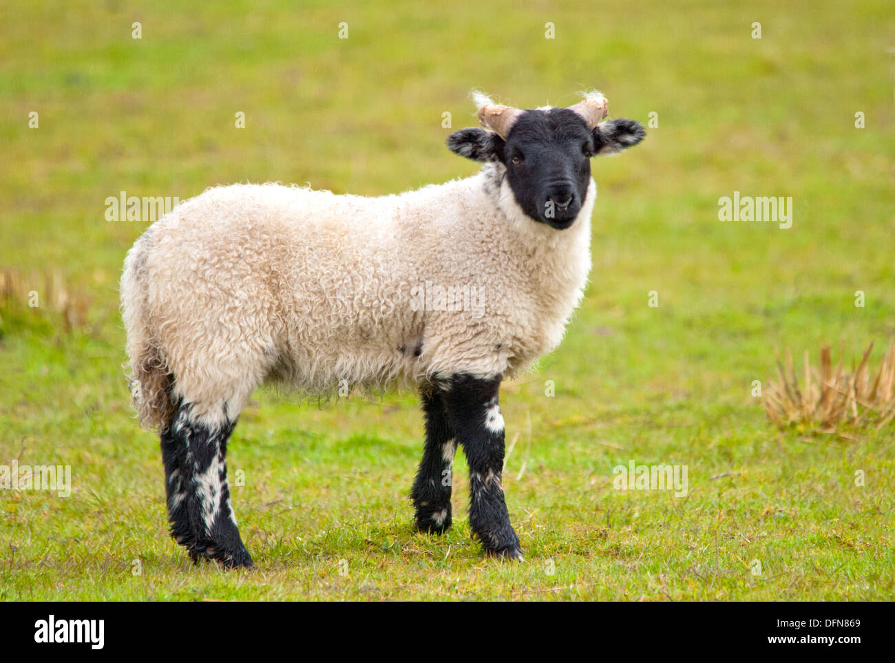 Black faced lamb Stock Photo - Alamy