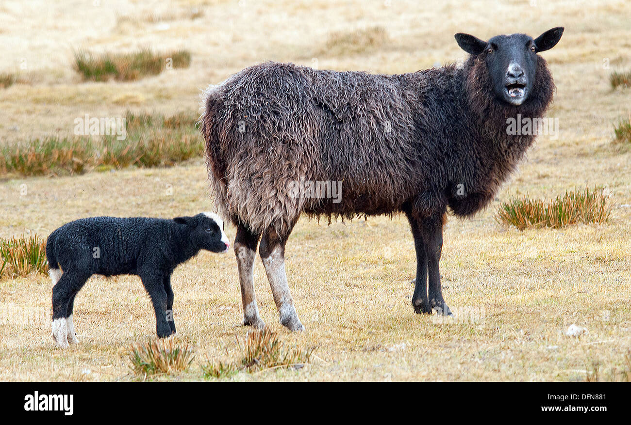 Saeftinger Sheep and Lamb Stock Photo - Alamy