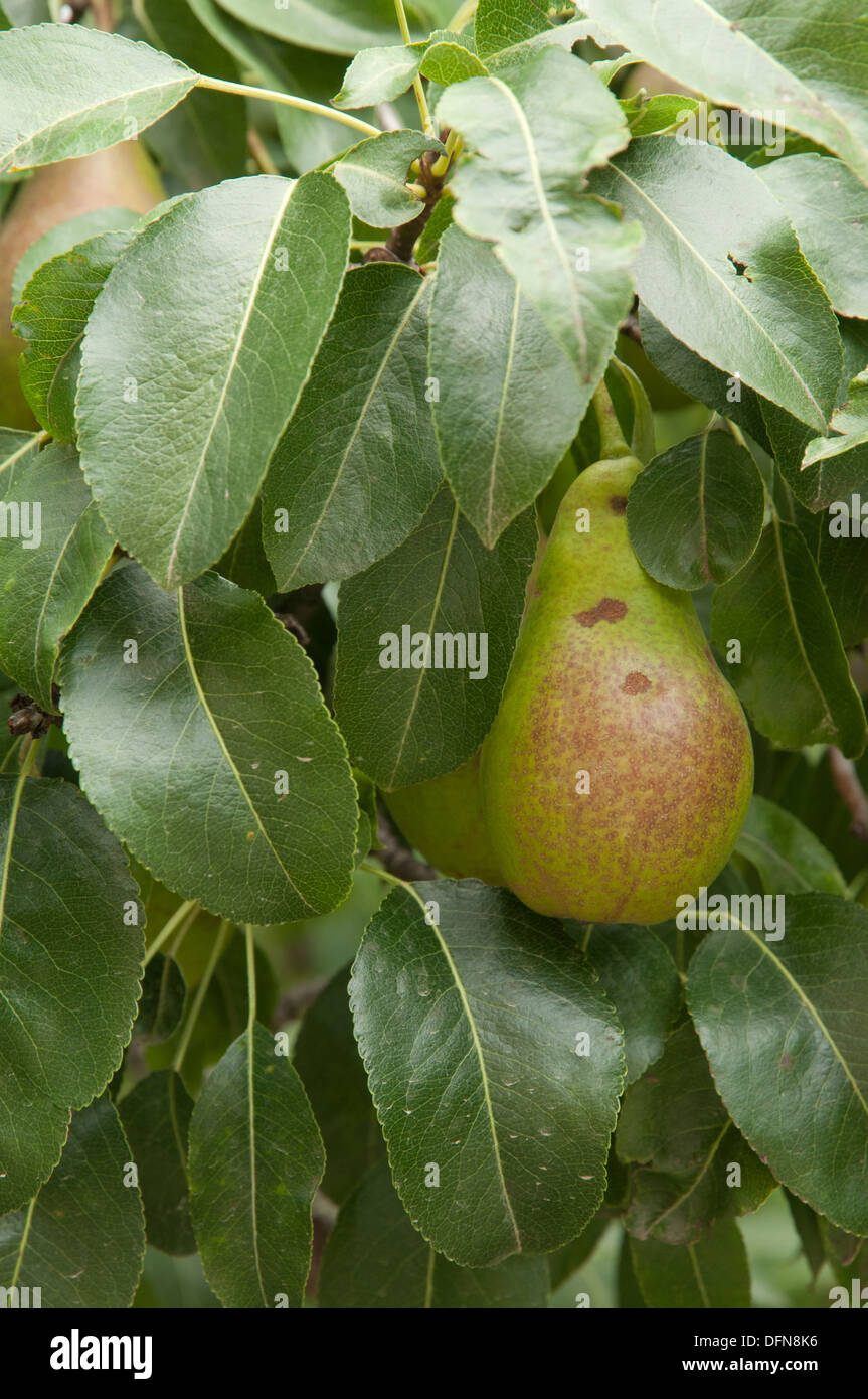 Pera pyrus hi-res stock photography and images - Alamy