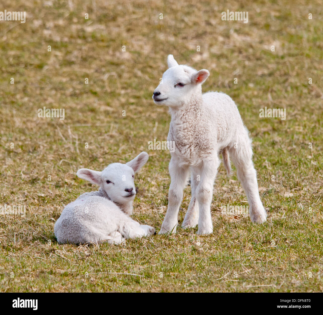 Spring born animals hi-res stock photography and images - Alamy