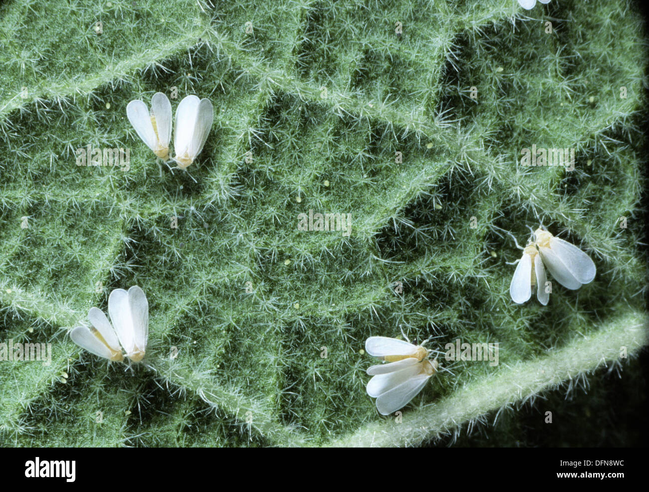 Has white flies hi-res stock photography and images - Alamy