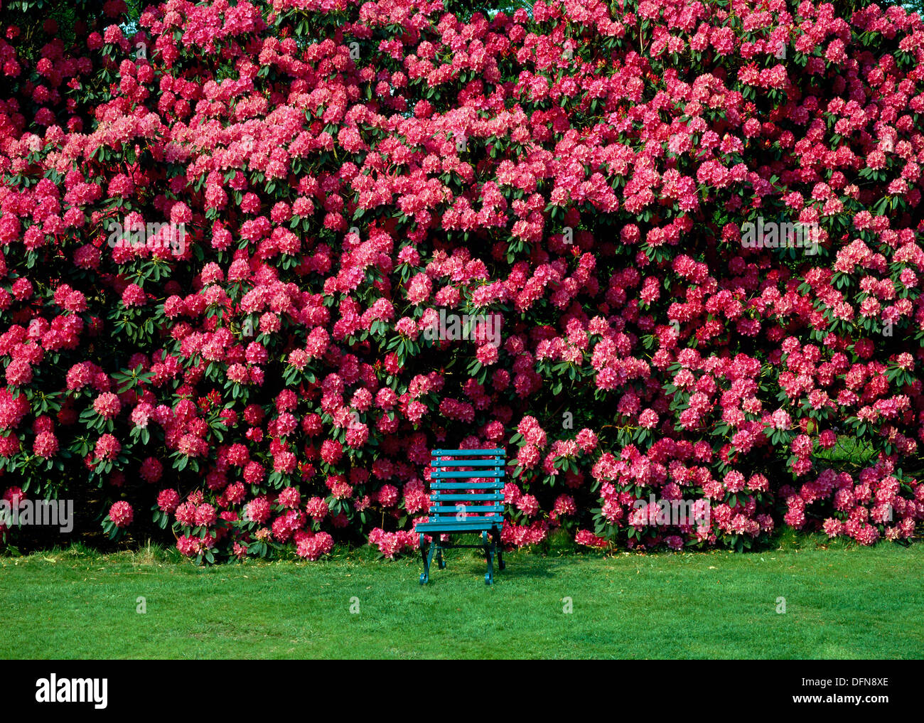 Giant rhododendron hi-res stock photography and images - Alamy