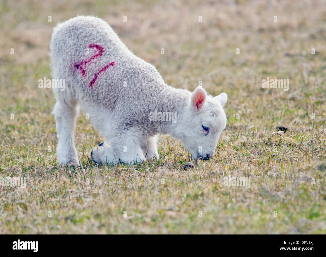 Lamb kneeling hi-res stock photography and images - Alamy