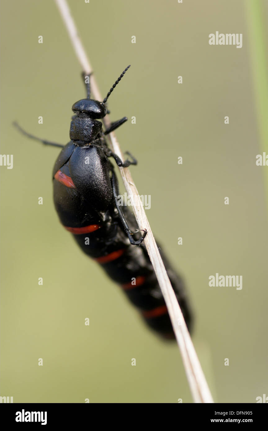 Spanish Oil Beetle High Resolution Stock Photography and Images - Alamy