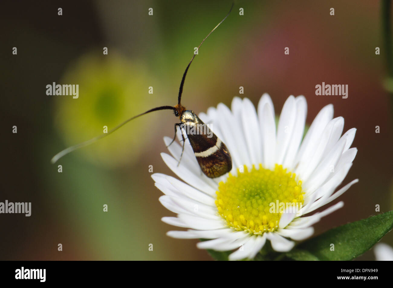 Long antennae moth on a garden daisy hi-res stock photography and ...