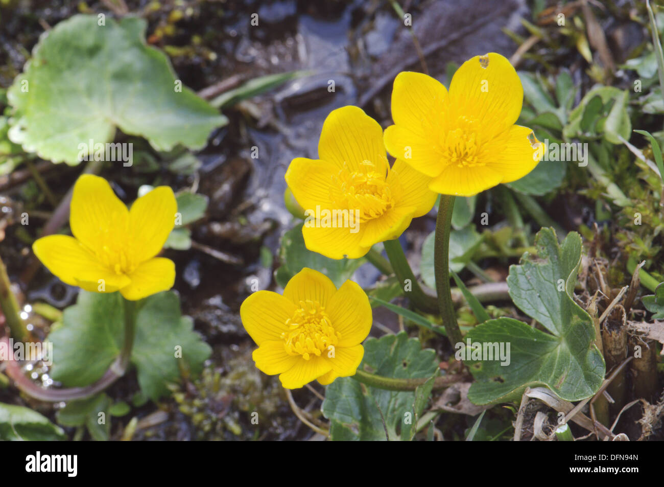 Planta ranunculaceae hi-res stock photography and images - Alamy