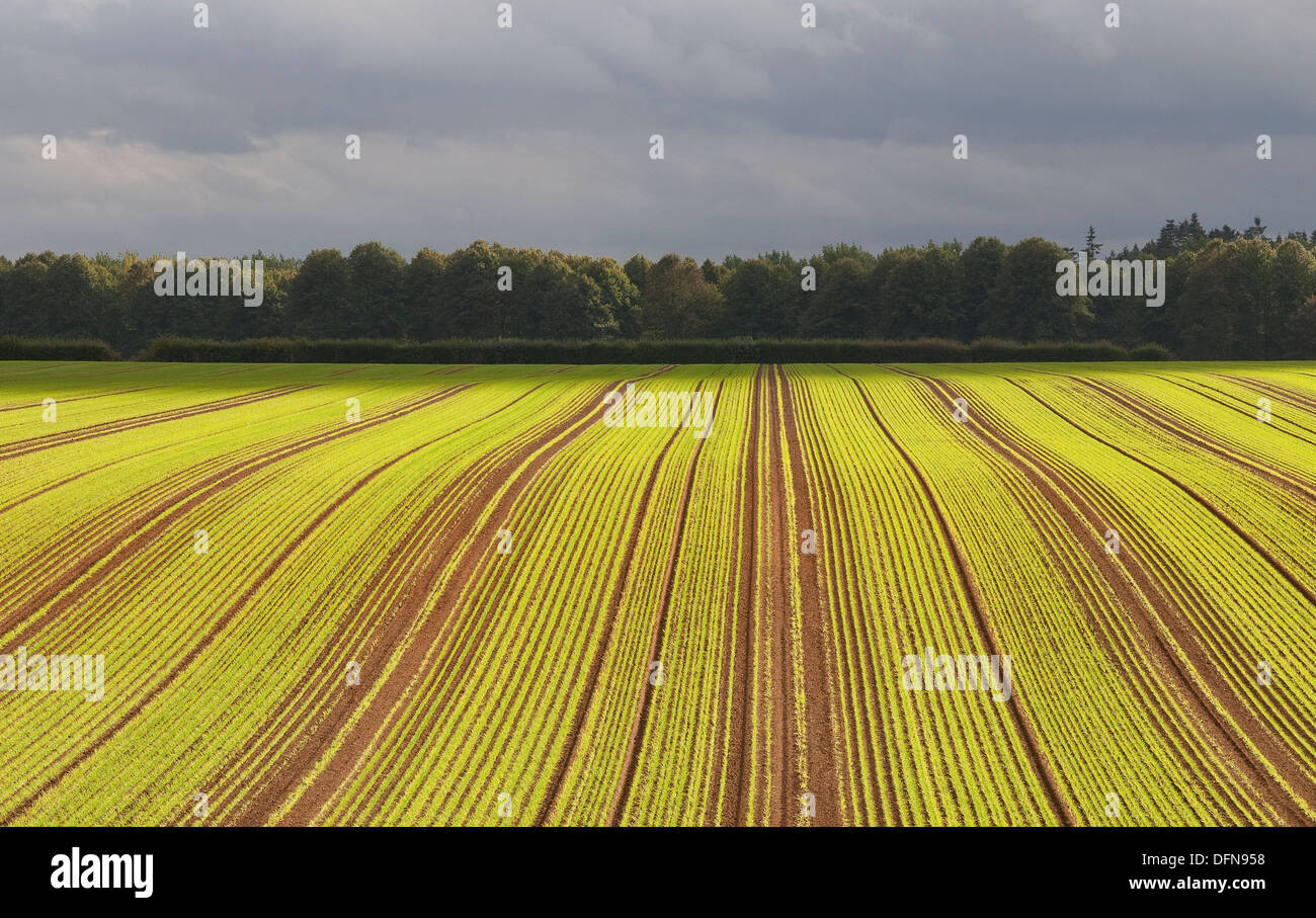 Wheat Crop Lines High Resolution Stock Photography and Images - Alamy