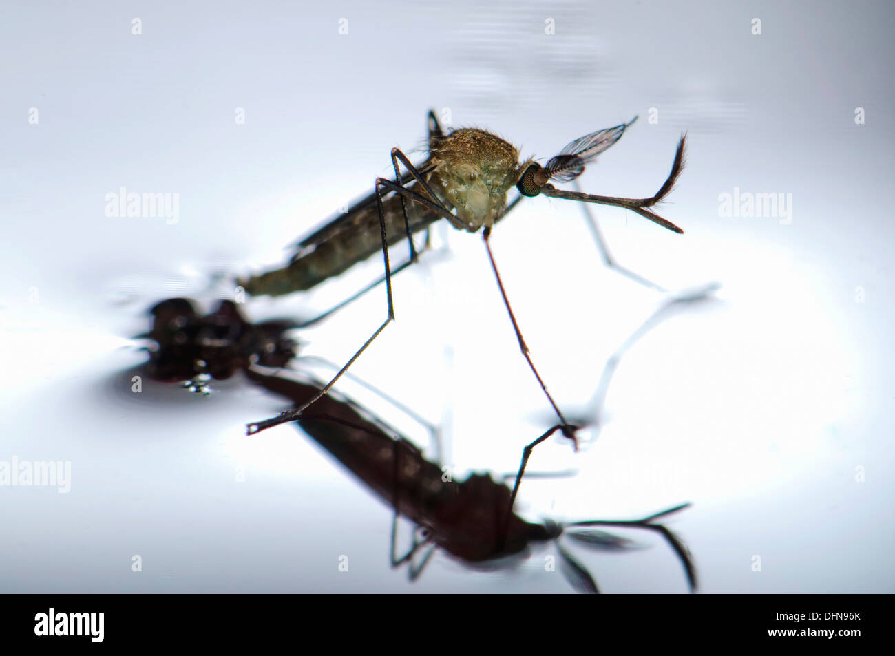 Culex mosquito life cycle hi-res stock photography and images - Alamy
