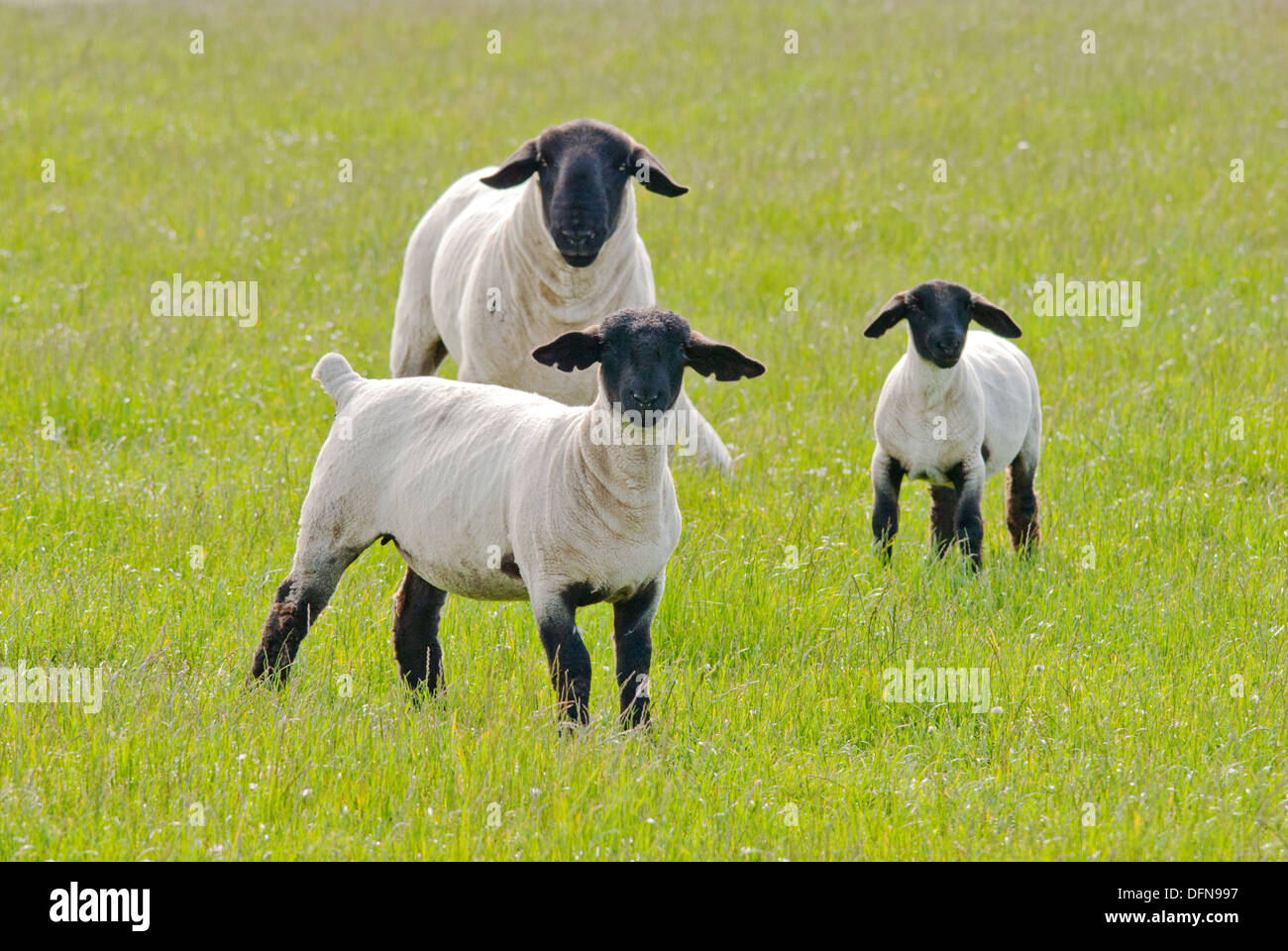 Suffolk sheep hi-res stock photography and images - Alamy